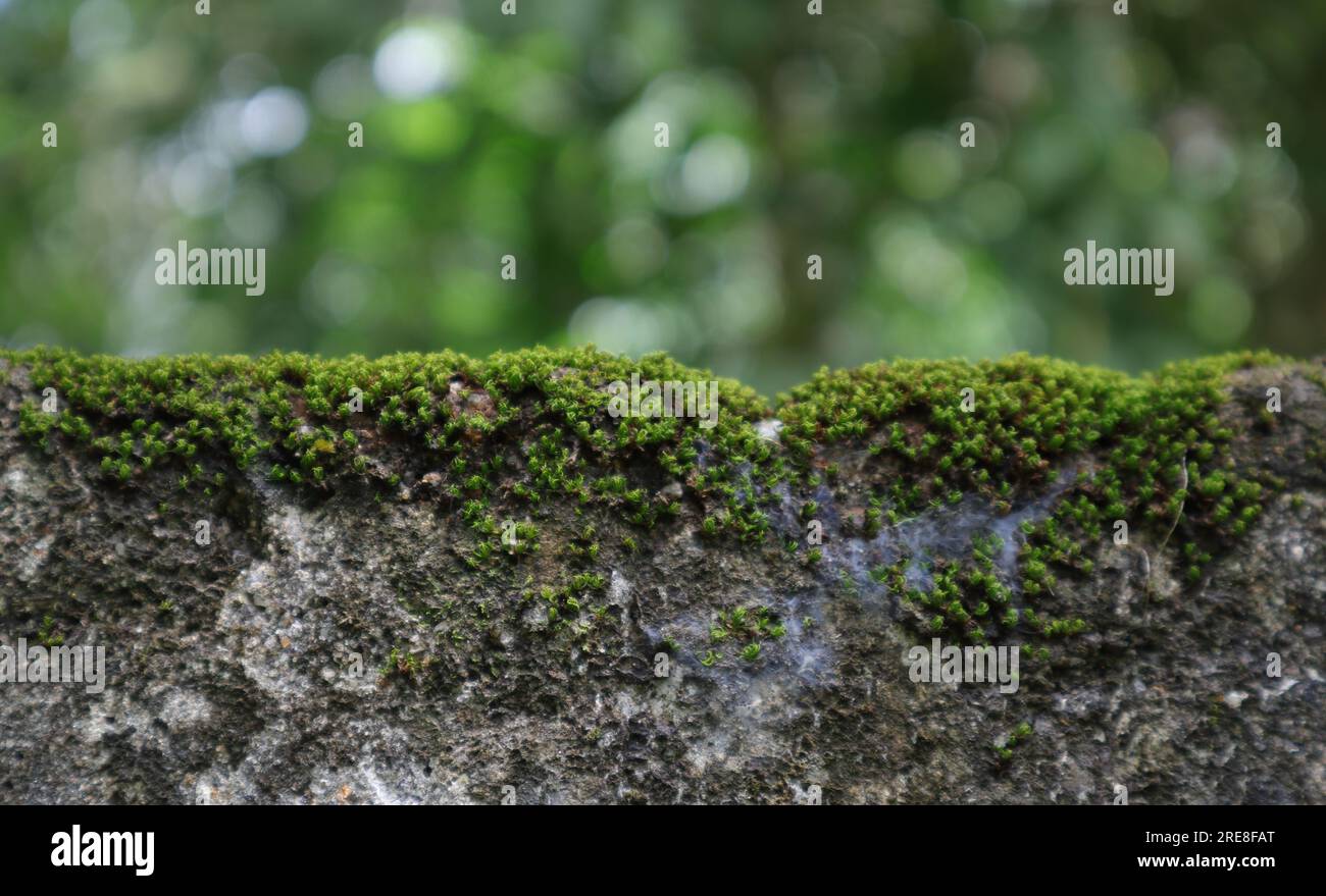Beautiful wallpaper view of the green Mosses growing on a cement wall ...