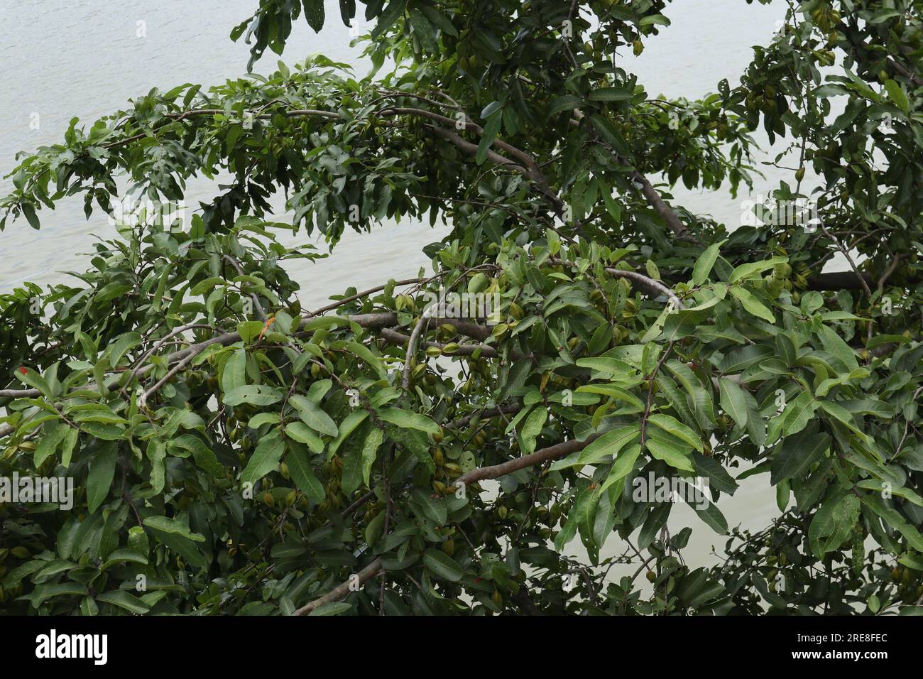 Arjun tree hi-res stock photography and images - Alamy