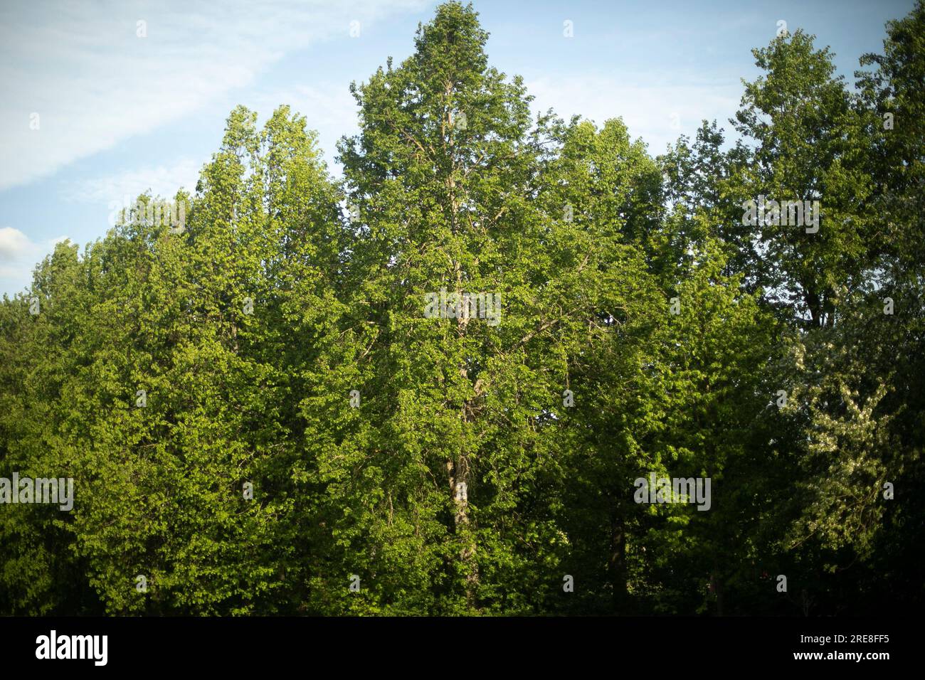 Green trees. Park in city. Leaves on branches. Summer landscape Stock ...