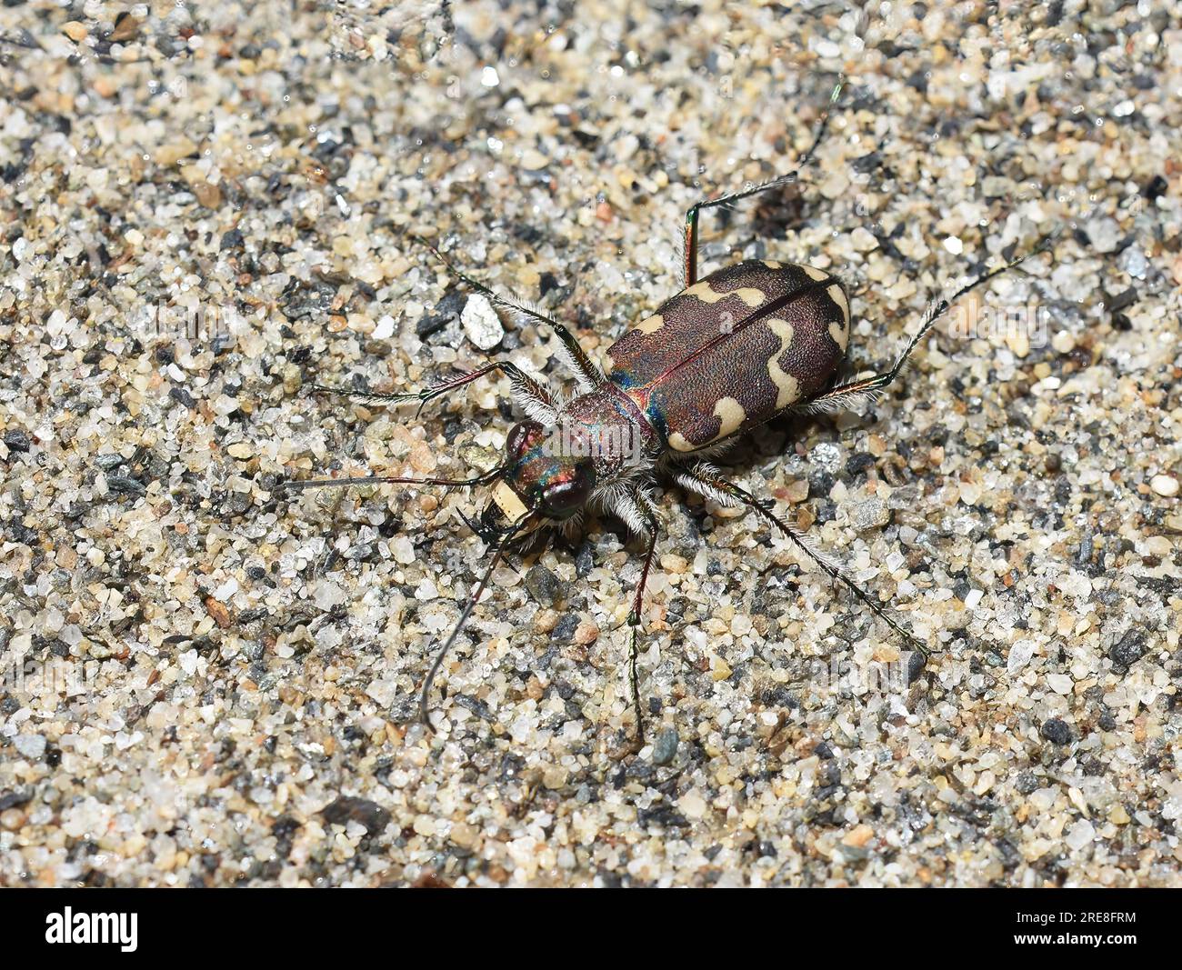 The endangered Dune Tiger Beetle Cicindela maritima on natural sand ...