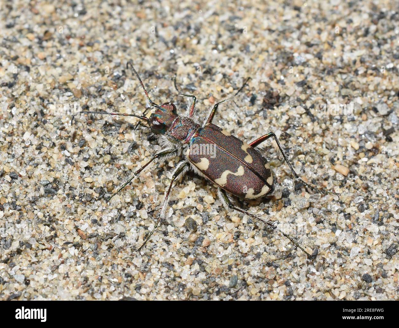 The endangered Dune Tiger Beetle Cicindela maritima on natural sand ...