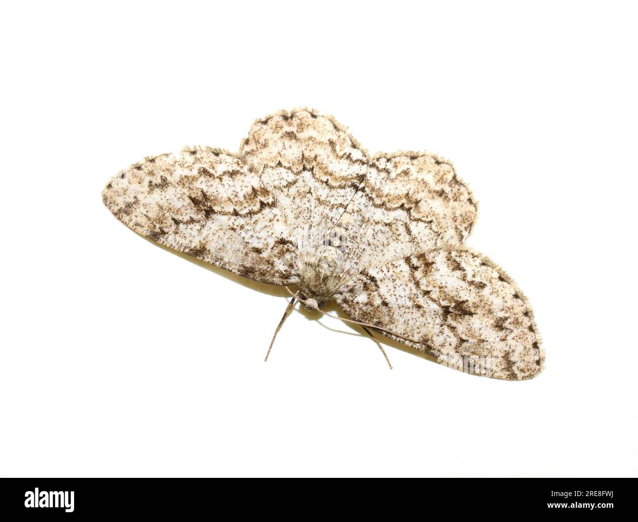The engrailed moth Ectropis crepuscularia on white background Stock ...