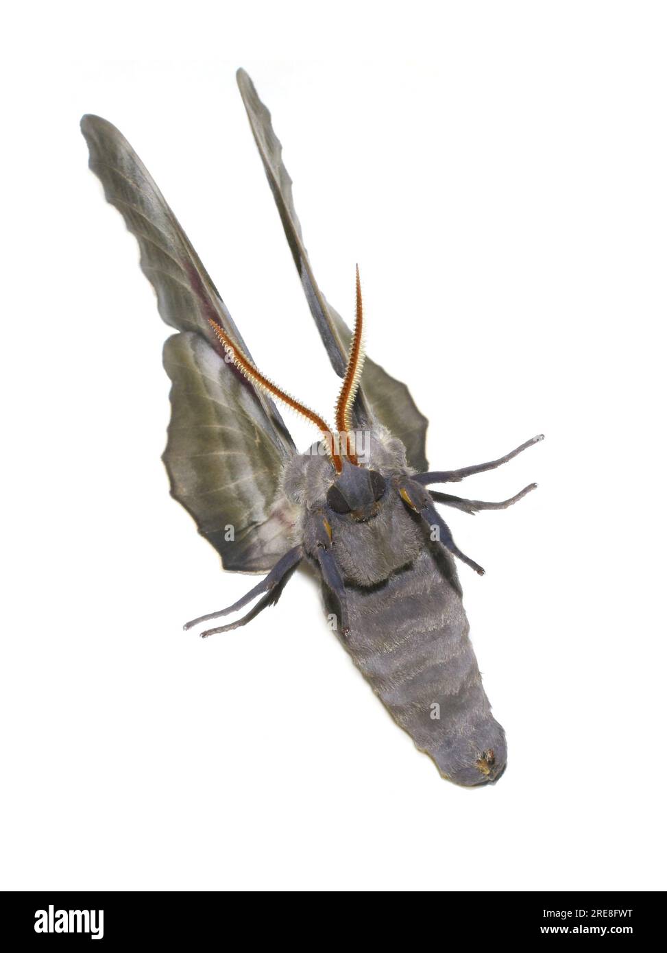 The nocturnal modest sphinx moth Pachysphinx modesta underside on white ...