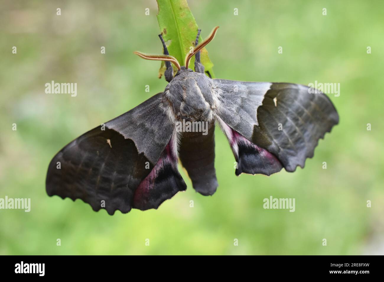 The nocturnal modest sphinx moth Pachysphinx modesta hanging from a ...