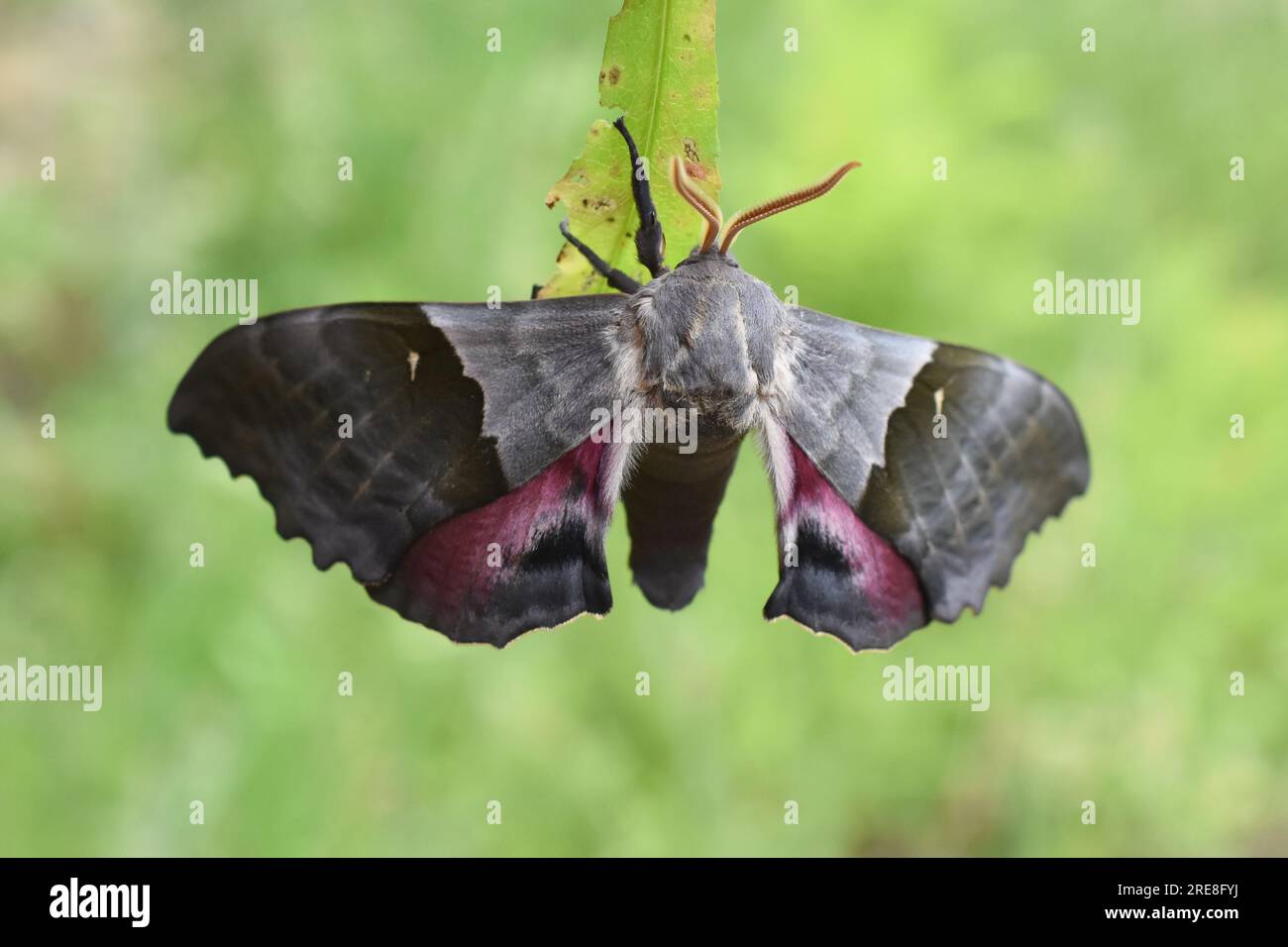 Sphinx moth hi-res stock photography and images - Alamy