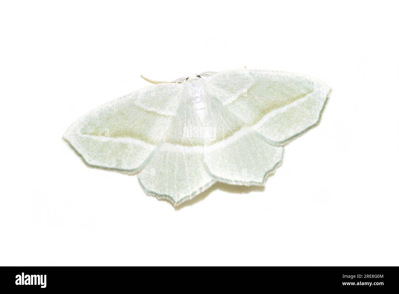 The pale beauty moth Campaea perlata isolated on white background Stock ...