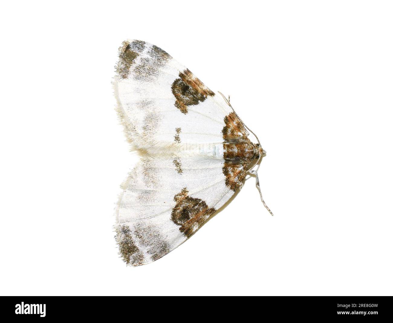 The blue-bordered carpet moth Plemyria rubiginata isolated on white ...