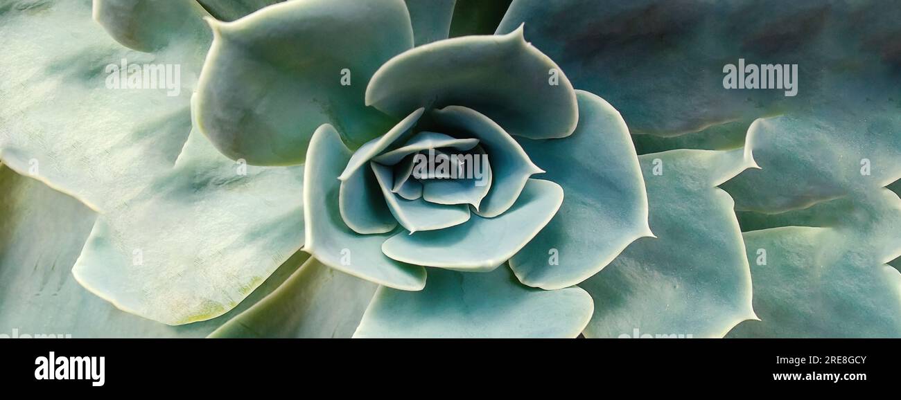 Succulent plant close up photo background for banner or header design ...