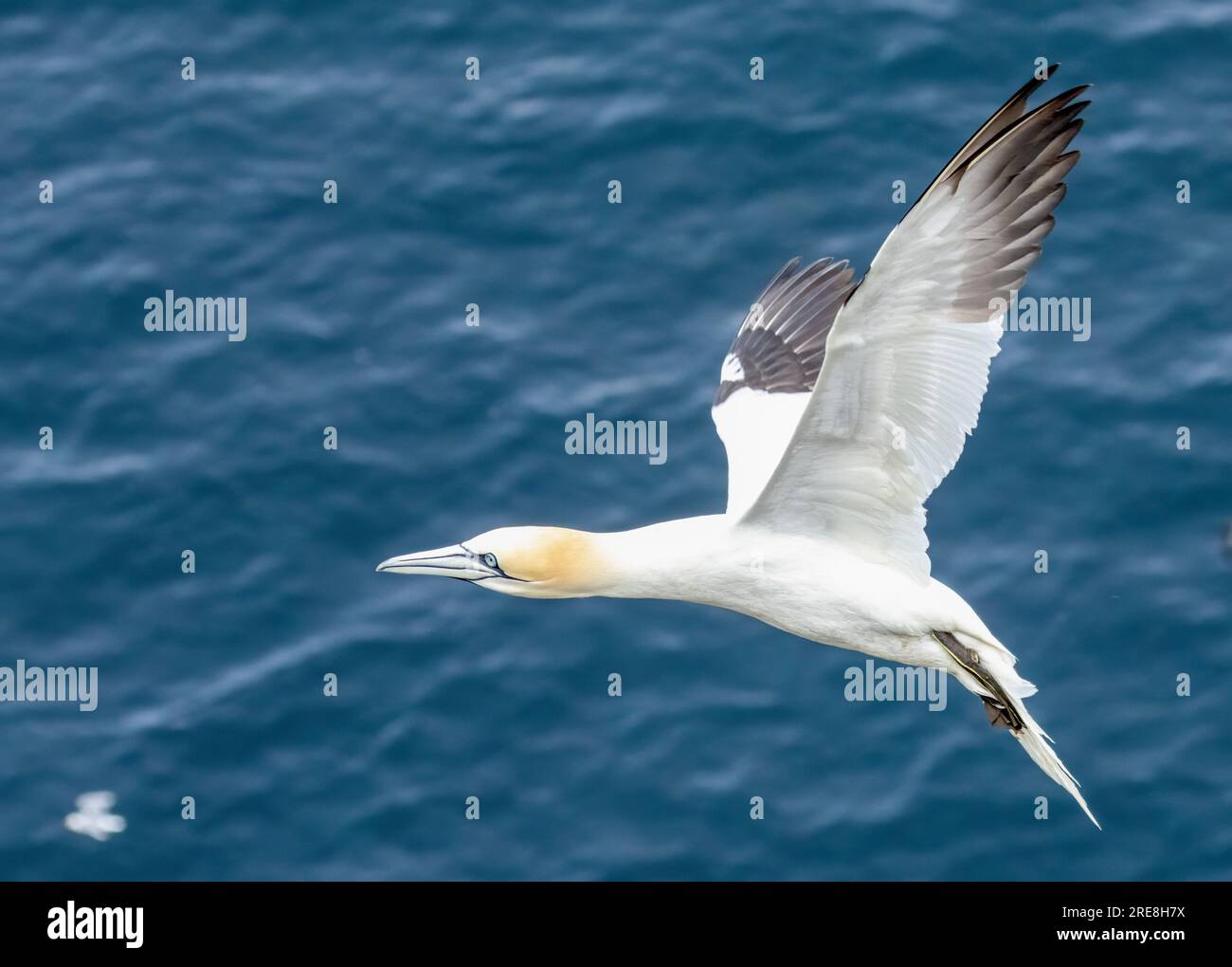 Great northern gannet seabird in flight with wings spread Stock Photo ...