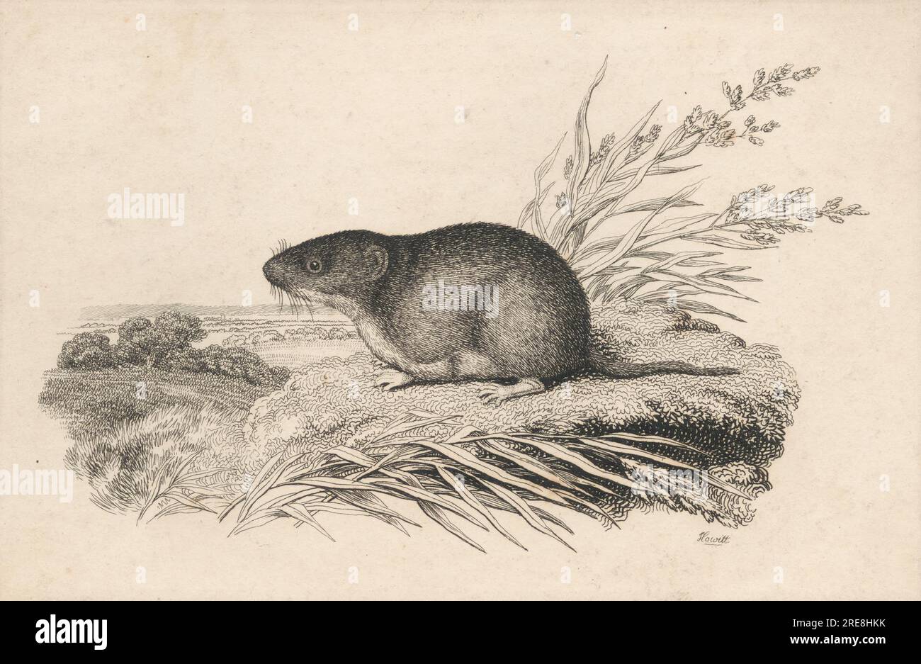 Muskrat illustration hi-res stock photography and images - Alamy