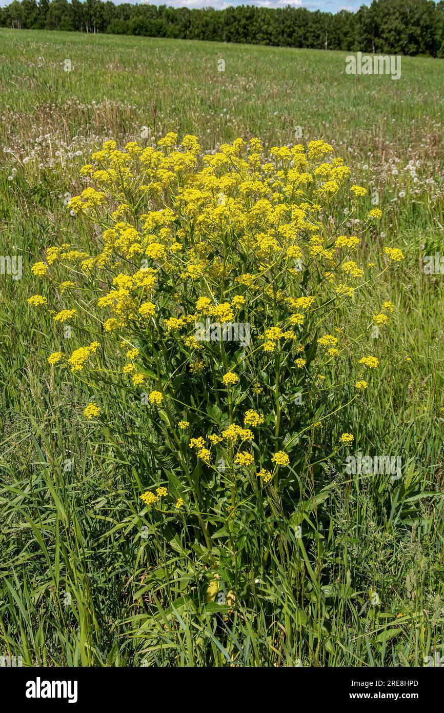 Flowering shrub of Barbaréa, barbarea vulgaris, in a summer meadow ...