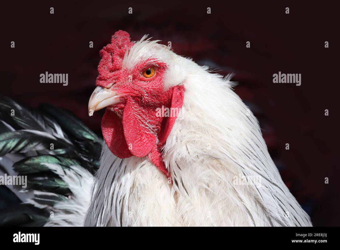 Brahma chicken at an organic sustainable farm Stock Photo - Alamy