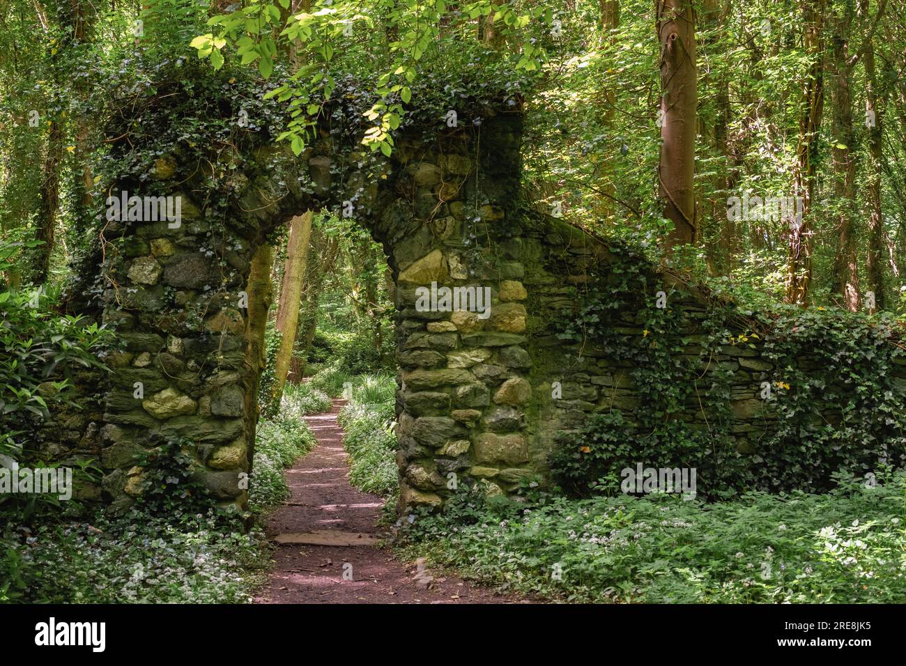 Stone wall arch over a woodland path in spring with Wild Garlic in ...