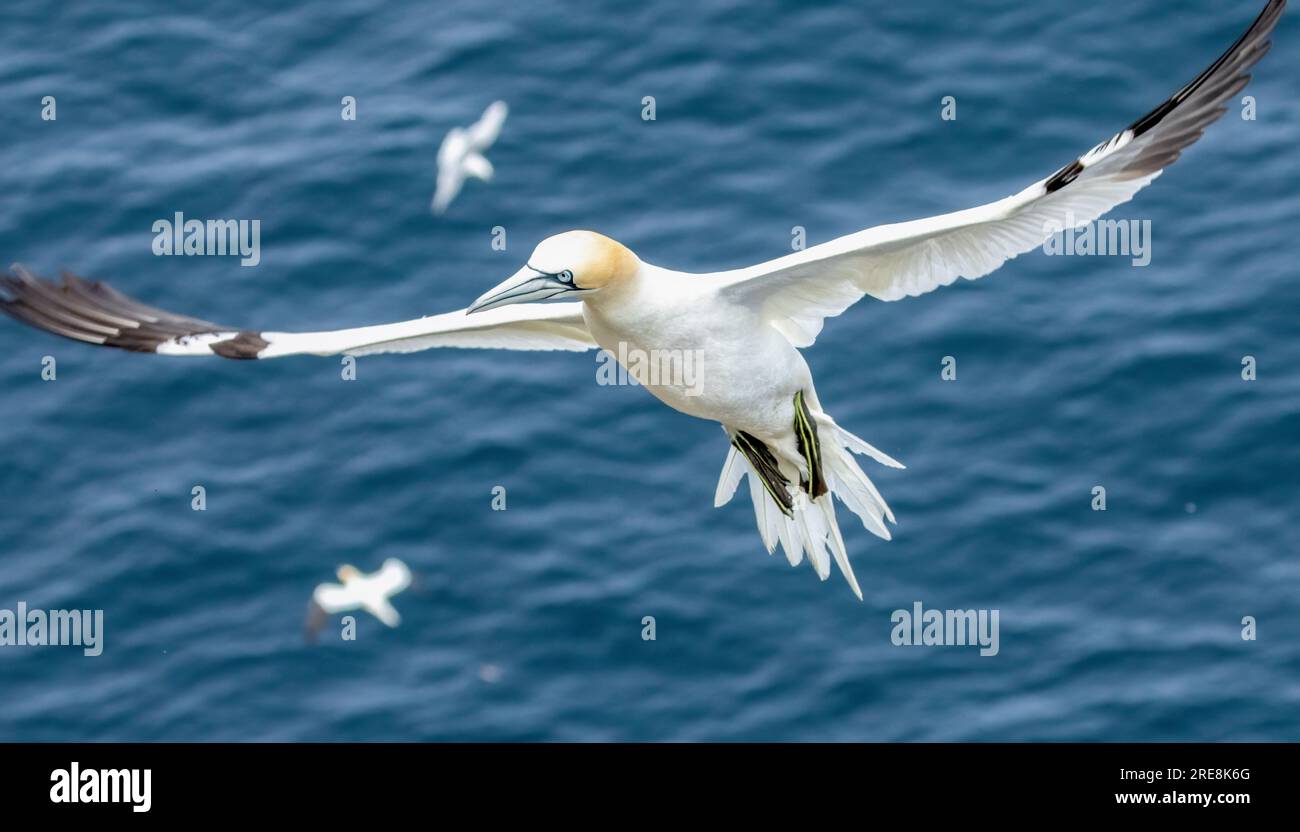 Great northern gannet seabird in flight with wings spread Stock Photo - Alamy