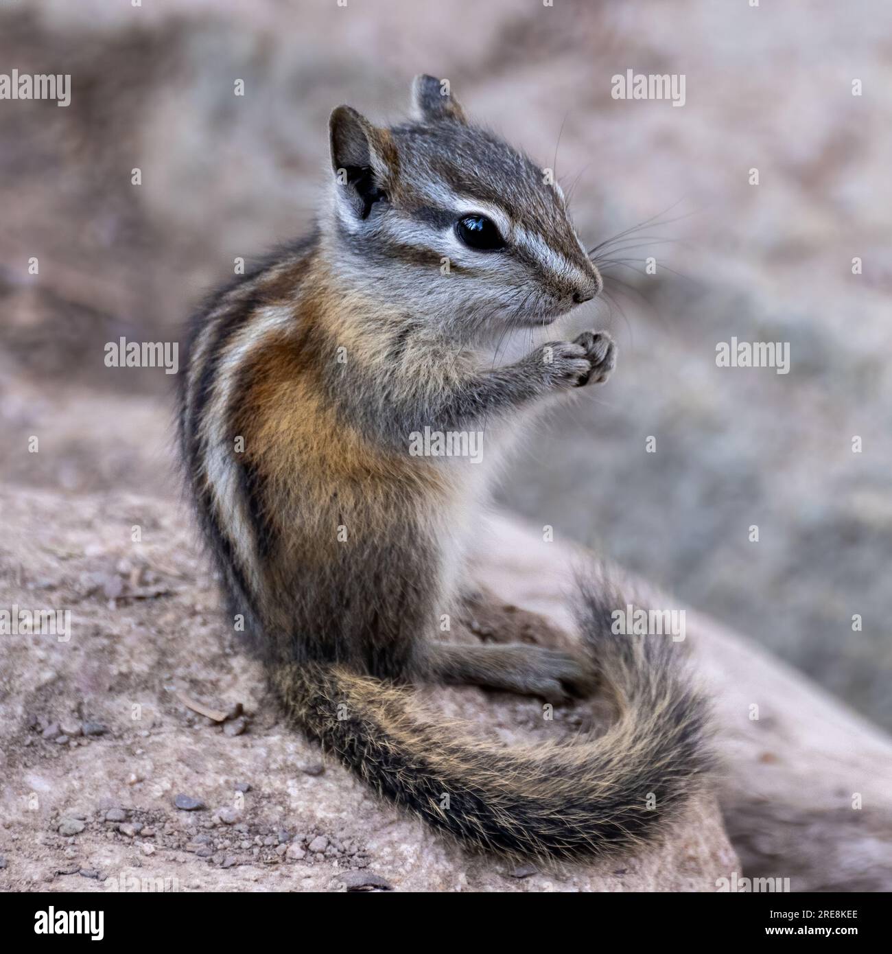 Chipmunk at the Valley of the Five Lakes, Jasper National Park Canada ...