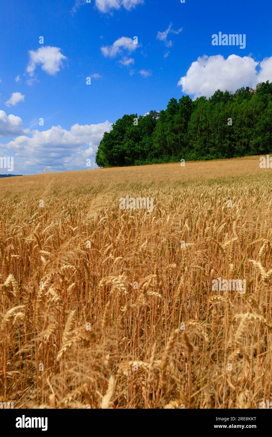 Lusatia summer hi-res stock photography and images - Alamy