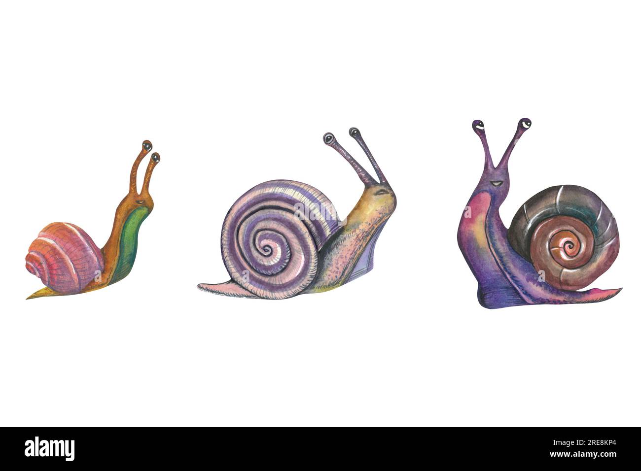 Watercolor illustration of three colorful snails, composition isolated ...