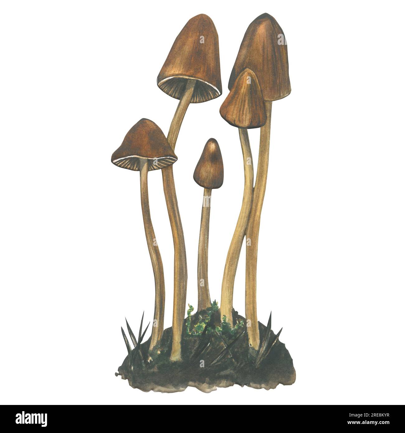 Watercolor illustration of five toadstools on a small plot of land ...