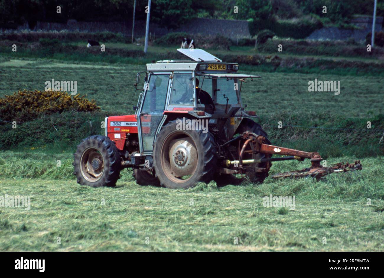 Tractor turning and drying silage in a field in Derbyshire England ...