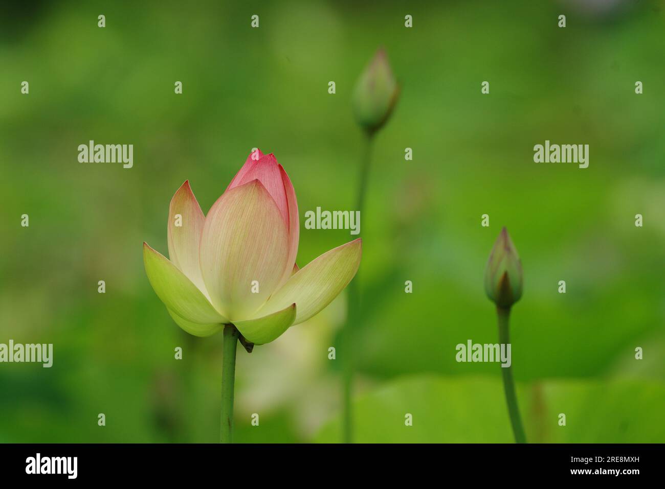 Lotus blossom at Kenilworth Aquatic Gardens in Washington, DC Stock ...