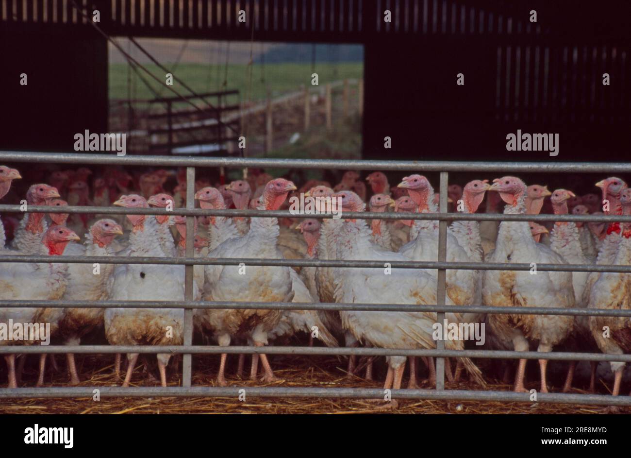 Turkeys on a farm in Cheshire England Stock Photo - Alamy