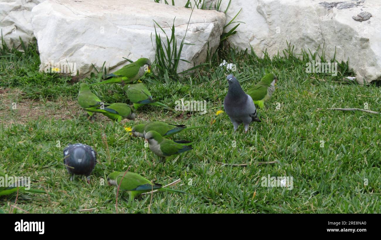 Monk Parakeets | Myiopsitta monachus | Spain Stock Photo - Alamy