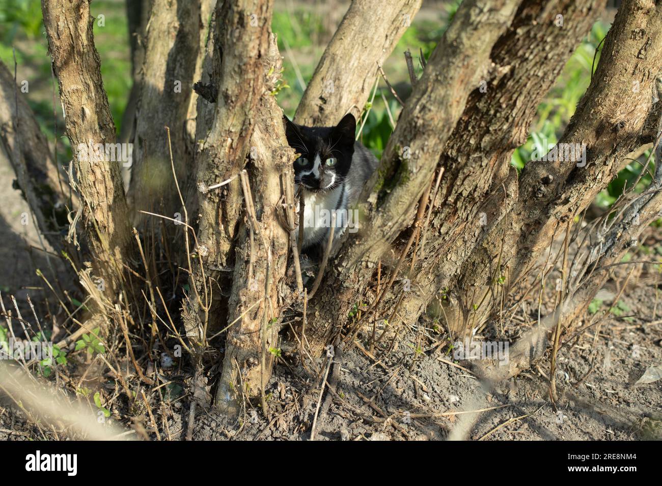 Cat hunting in nature. Pet in park. Stray animal walks. Cute pet Stock ...