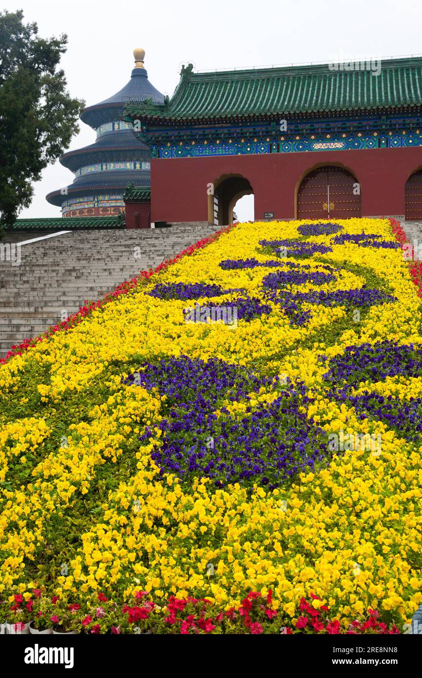 Yellow purple and red flowers in flower bed pattern picture looking up ...