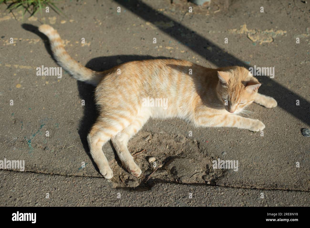 Ginger cat on asphalt. Cat basking in sun. Animal with red hair. Pet ...