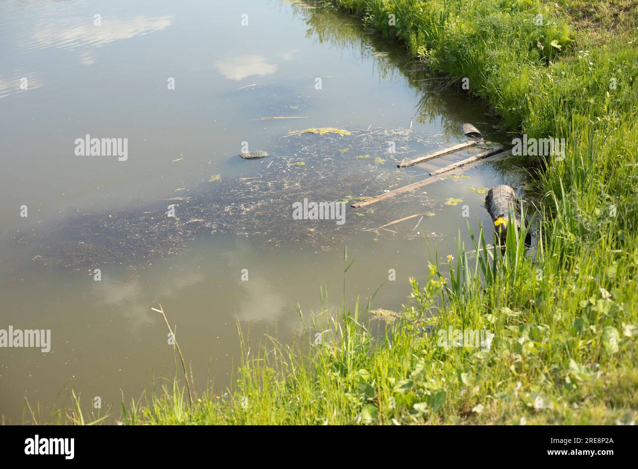 Pond in city. Summer landscape. Trees and pond. Park in city Stock ...
