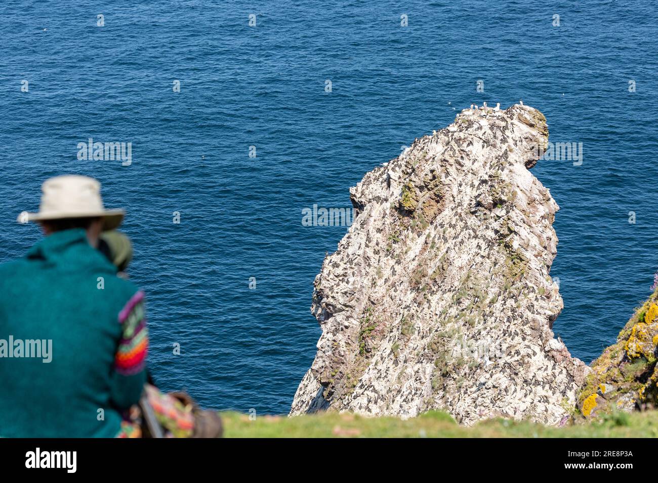 A birdwatcher looking at a sea stack full of birds at St Abbs, Scotland ...
