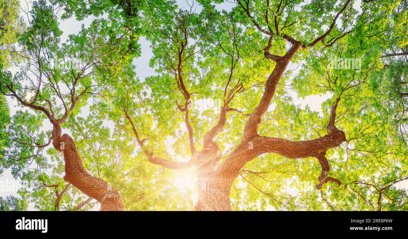 Old oak tree in sunlight in natural park in summer Stock Photo - Alamy
