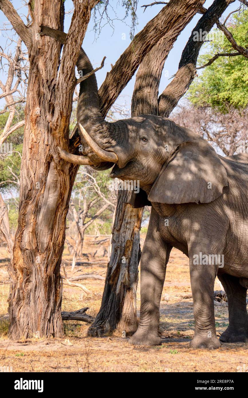 An adult male African elephant (Loxodonta africana) in Botswana ...
