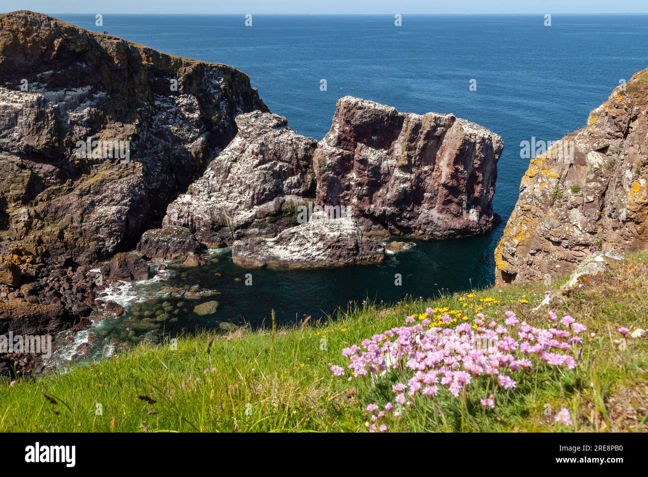Sea cliffs at St Abbs Head Stock Photo - Alamy