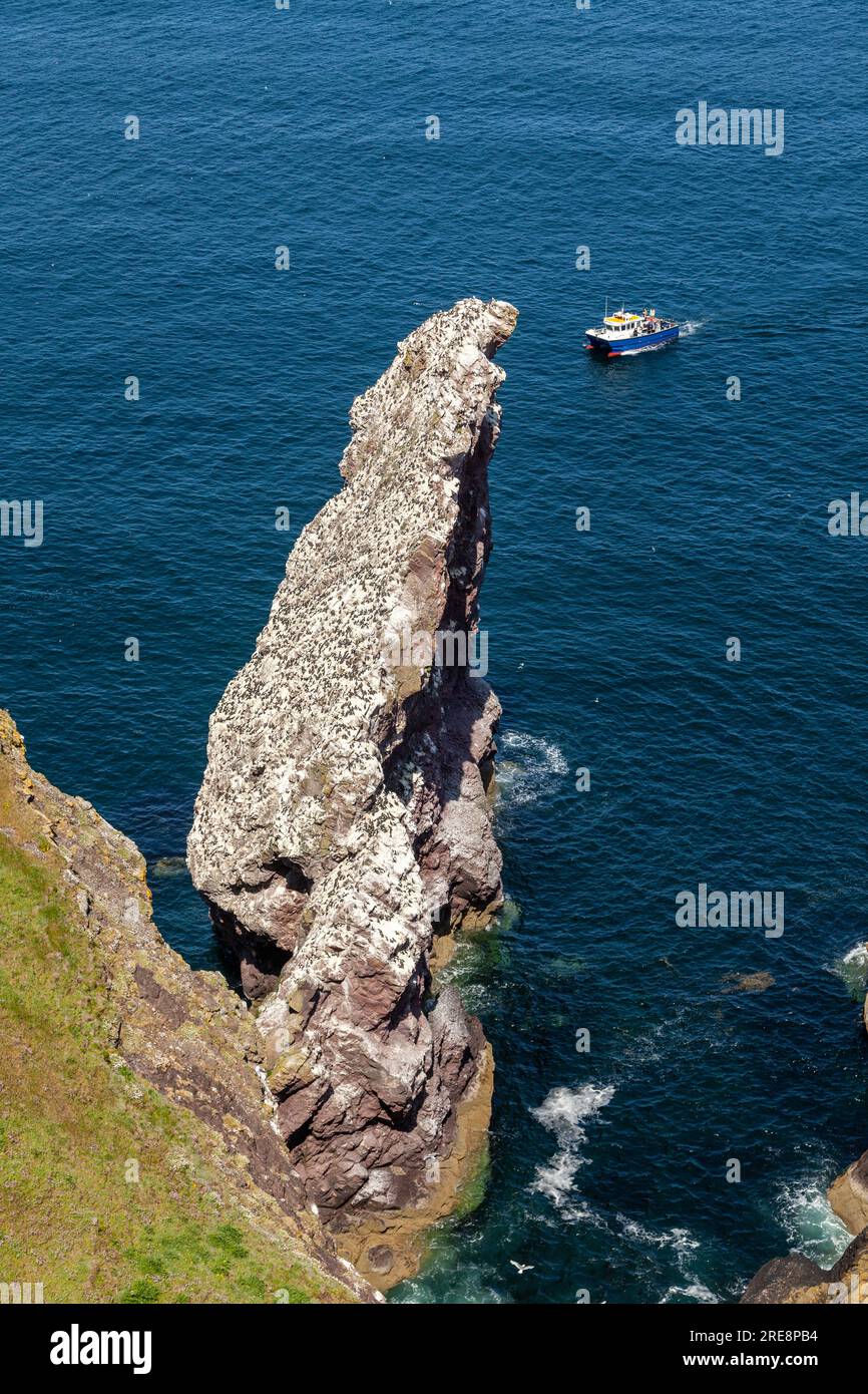 A sea stack at St Abbs Head with a tourist boat below Stock Photo - Alamy