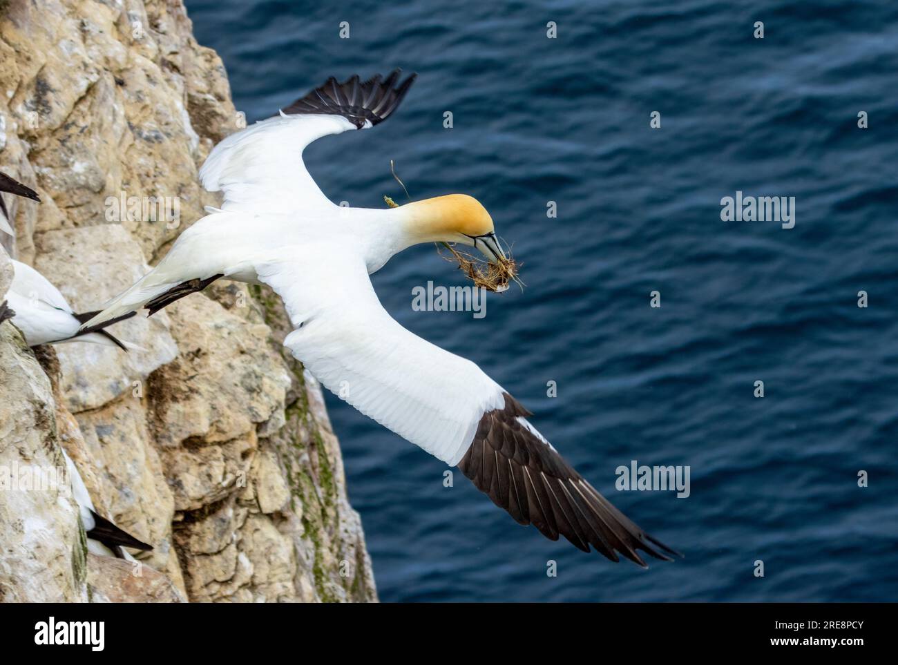 Great northern gannet seabird in flight with wings spread Stock Photo ...