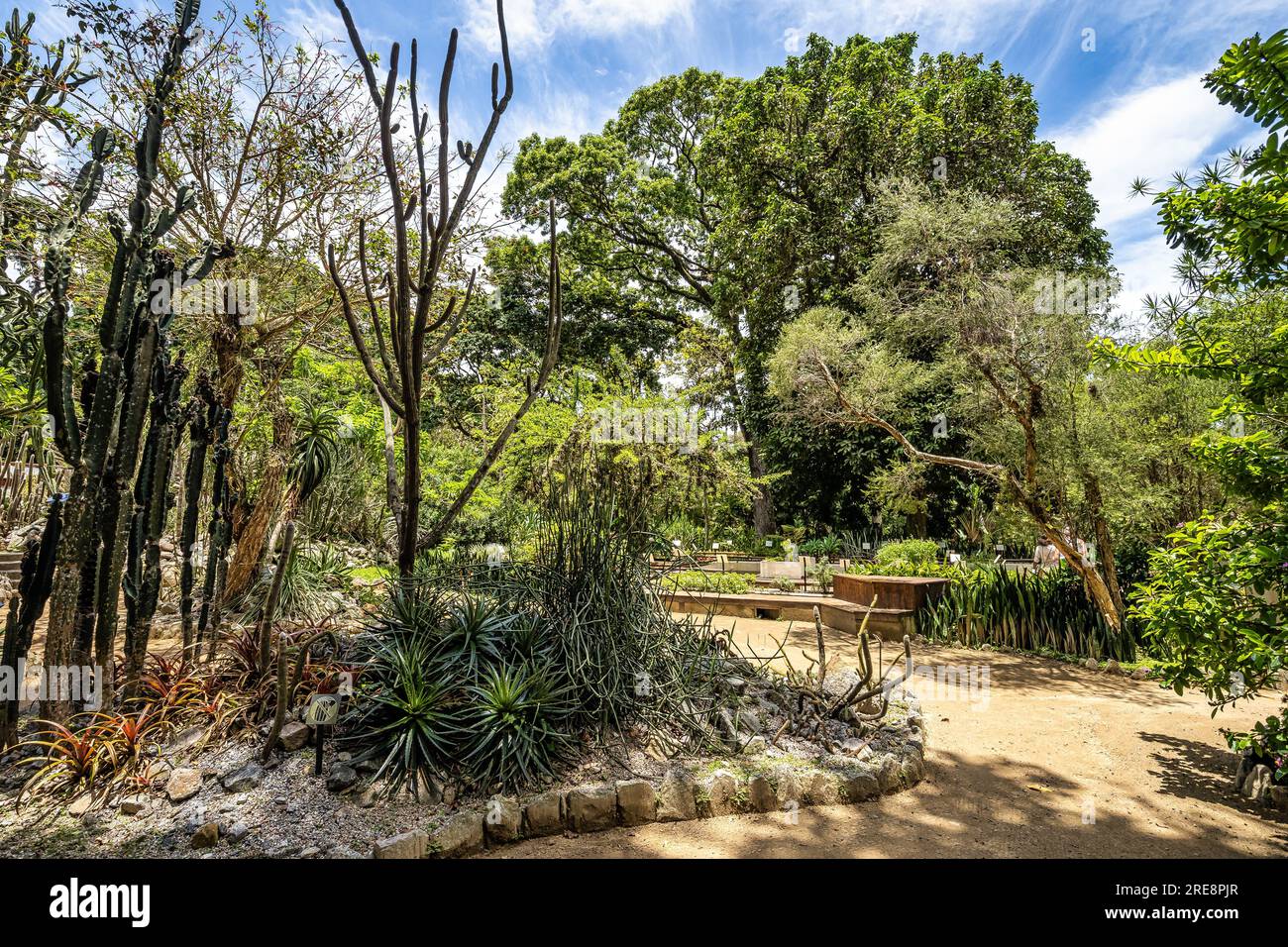 Beautiful view of the flora near the lake of Frei Leandro in Amazon ...