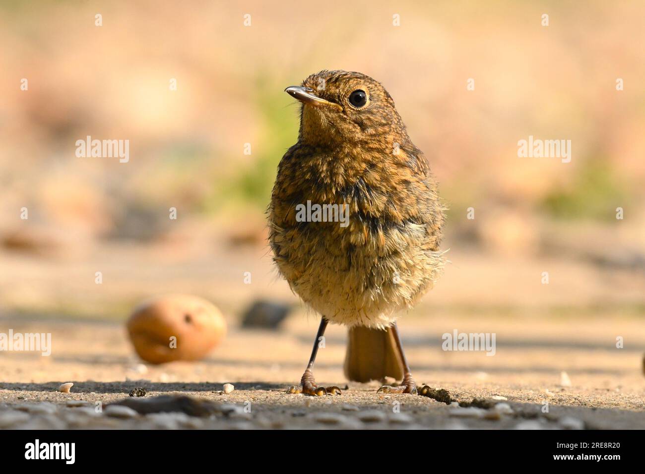 On the pario hi-res stock photography and images - Alamy