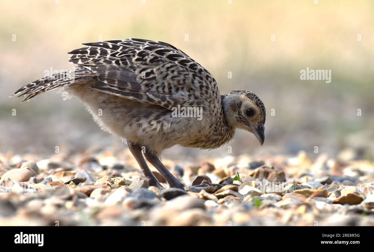 Young Wild Pheasant chicks Stock Photo - Alamy