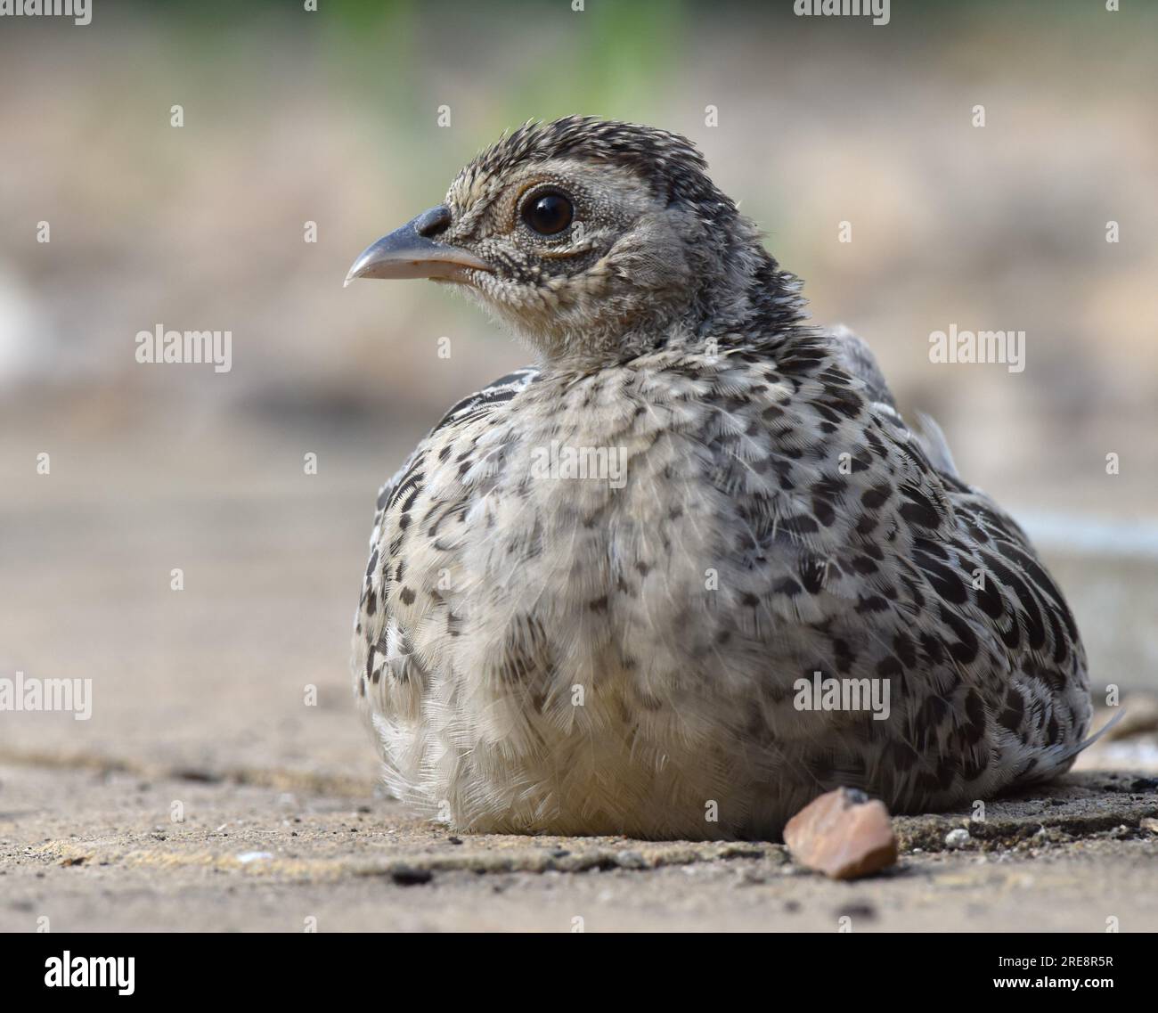 Young Wild Pheasant chicks Stock Photo - Alamy