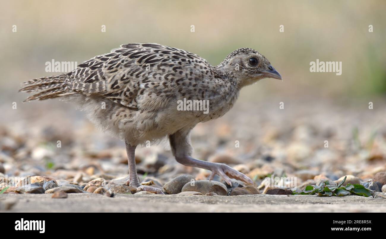 Young Wild Pheasant chicks Stock Photo - Alamy