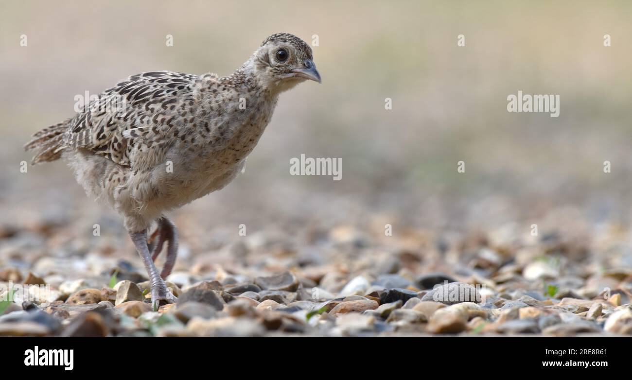 Baby pheasant uk hi-res stock photography and images - Alamy