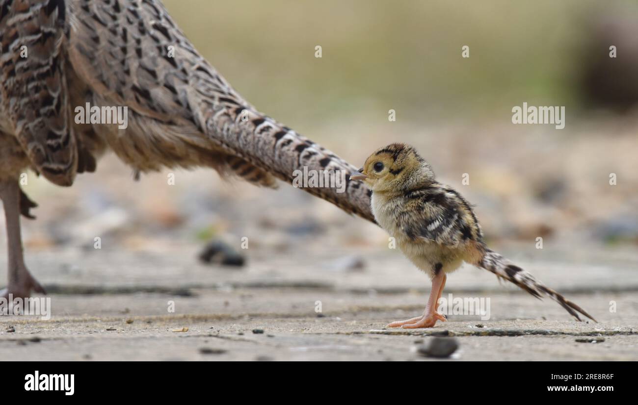 Baby pheasant uk hi-res stock photography and images - Alamy