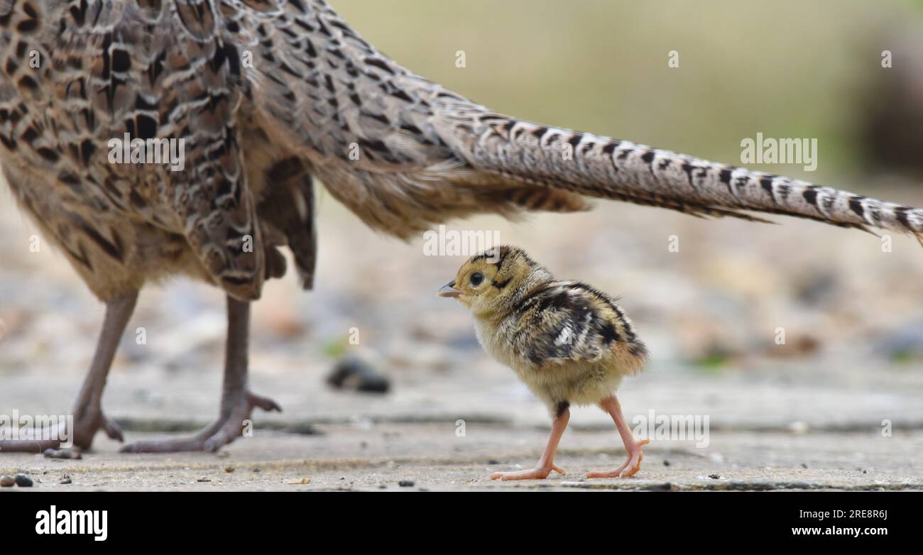 Baby pheasant uk hi-res stock photography and images - Alamy