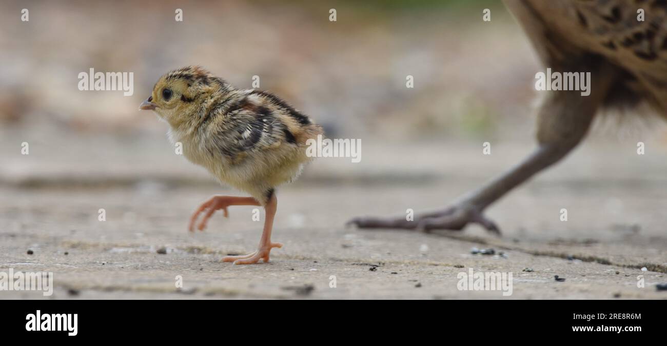 Baby pheasant uk hi-res stock photography and images - Alamy
