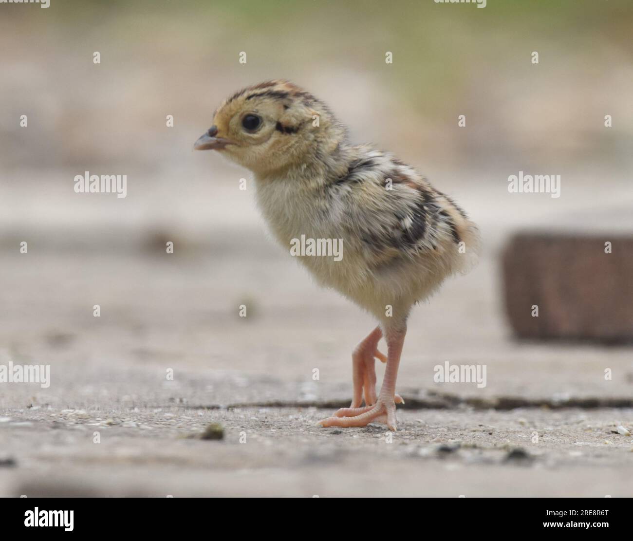 Baby pheasant uk hi-res stock photography and images - Alamy