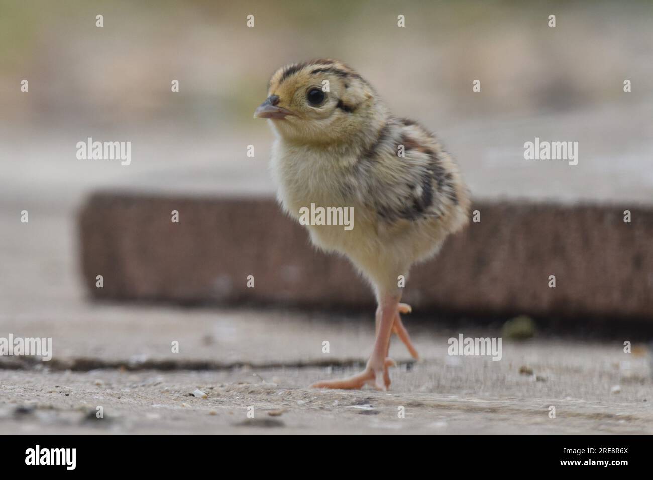 Baby pheasant uk hi-res stock photography and images - Alamy