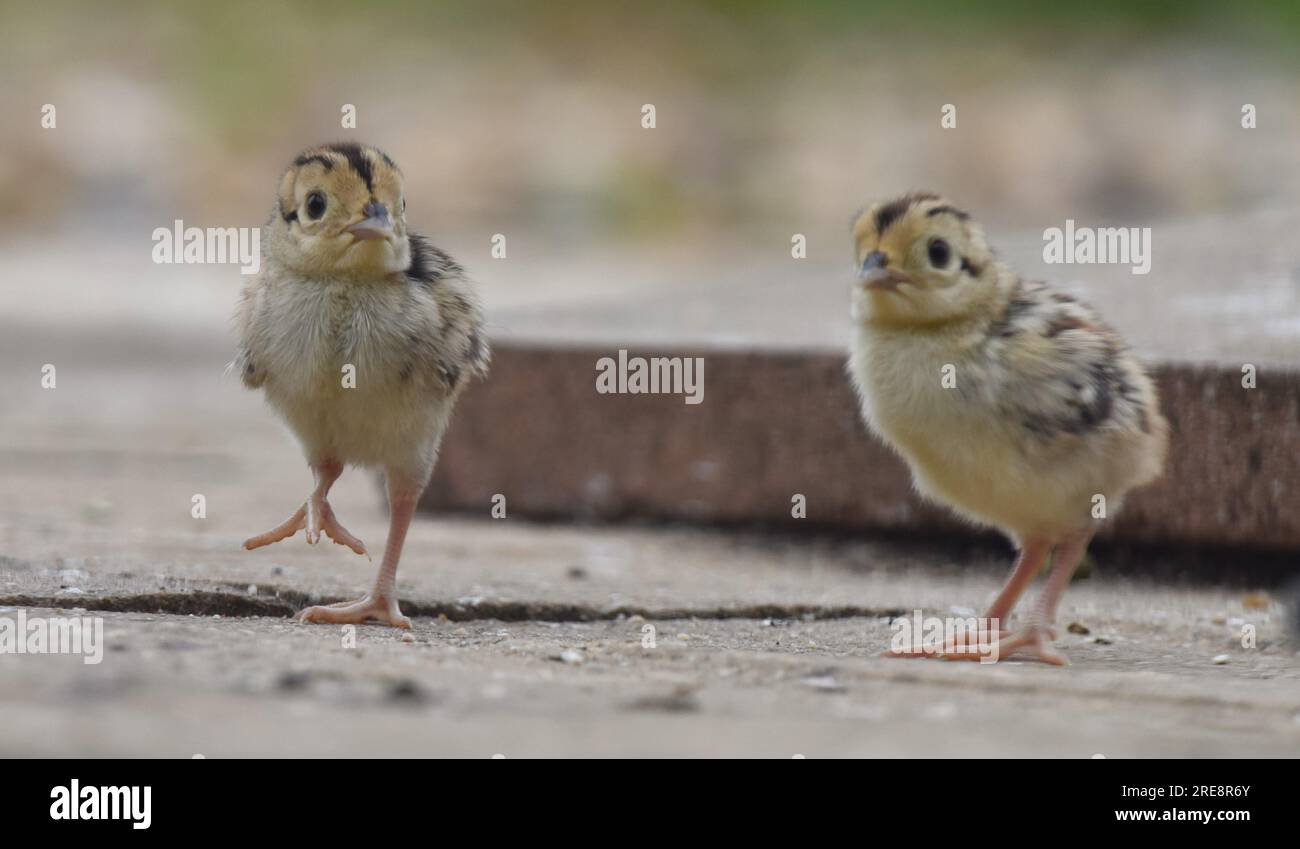 Baby pheasant uk hi-res stock photography and images - Alamy
