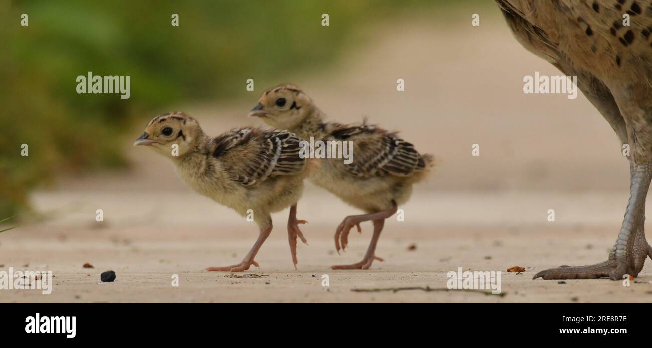 Baby pheasant uk hi-res stock photography and images - Alamy