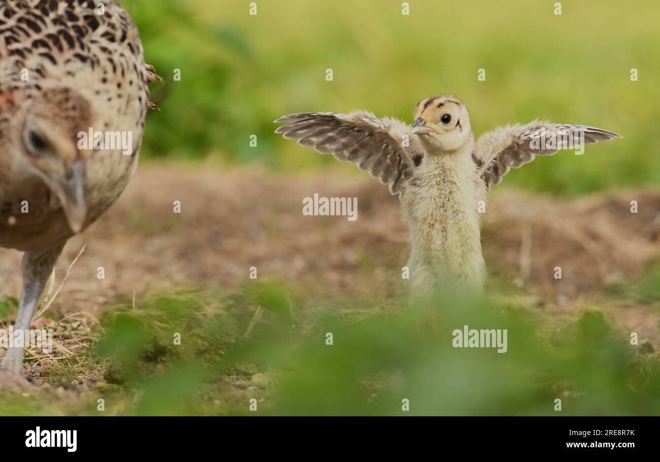Baby pheasant uk hi-res stock photography and images - Alamy